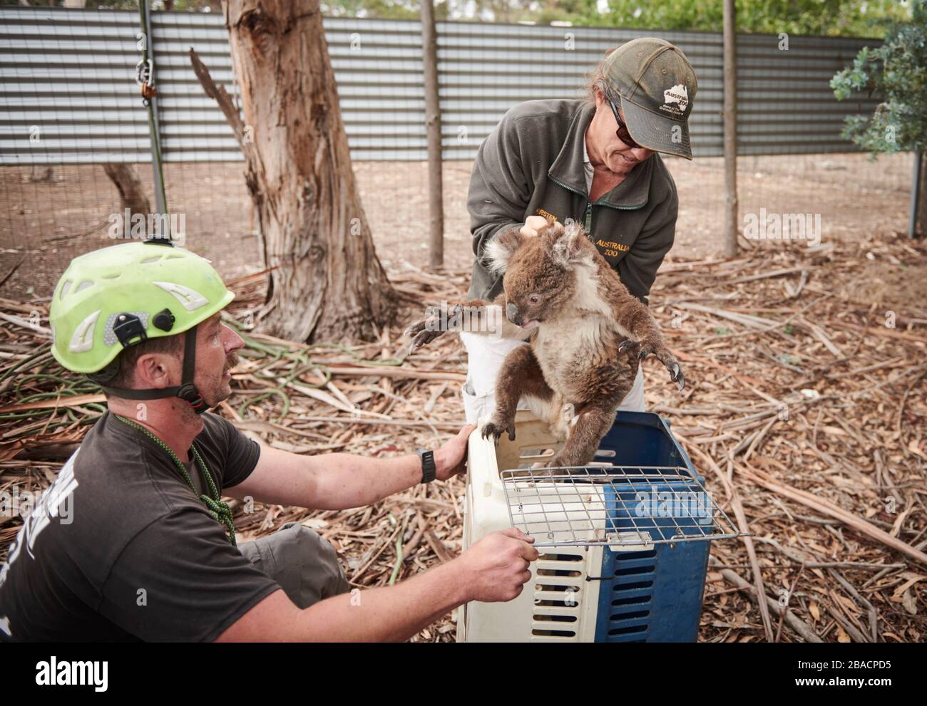 Kai Wild arborist and wildlife rescuer retrieves an injured koala from ...