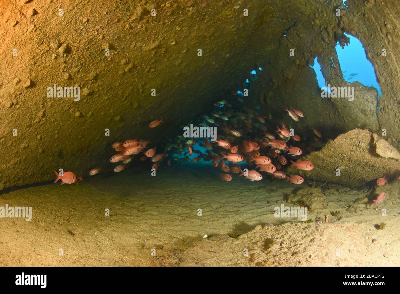 Blackbar soldierfish hi-res stock photography and images - Alamy