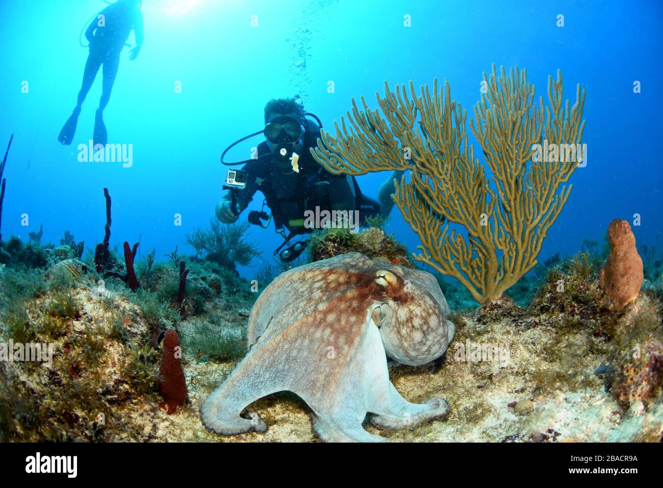 Common Octopus walking about and trying to hide in plain sight on the ...
