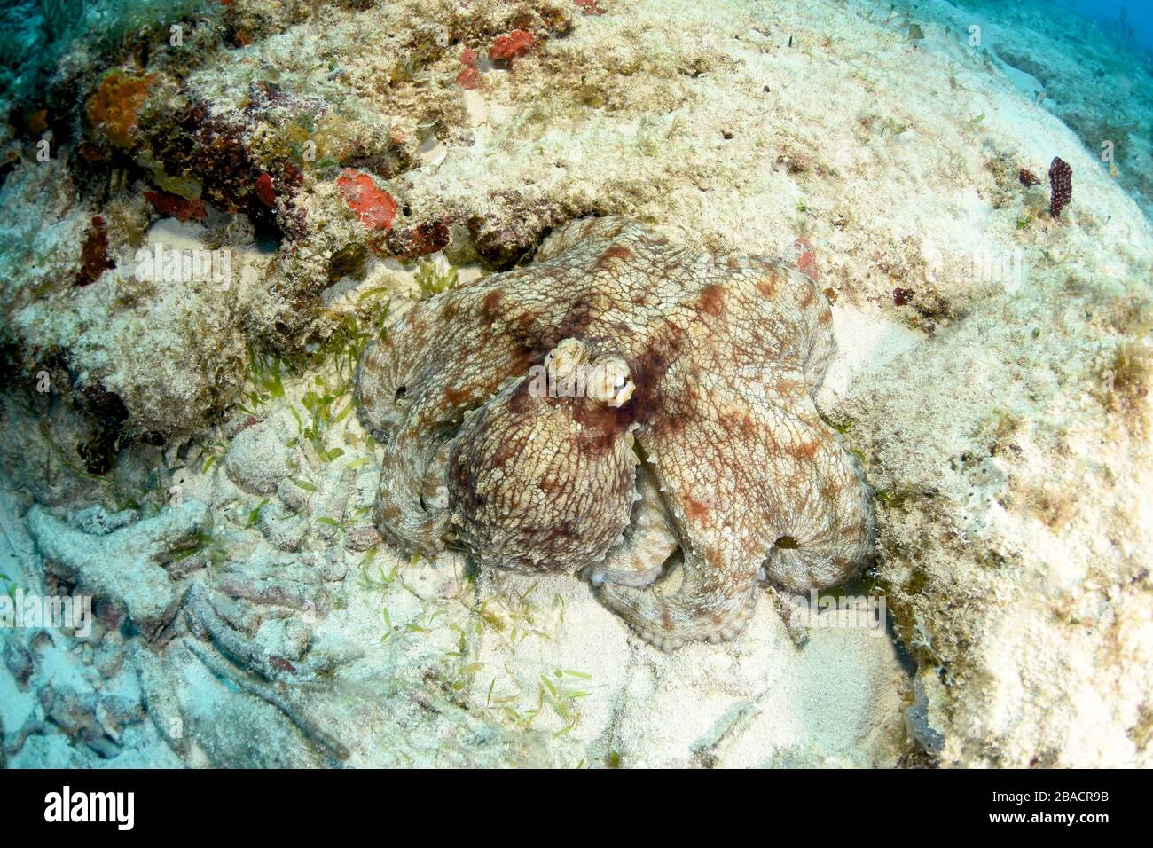 Common Octopus walking about and trying to hide in plain sight on the ...