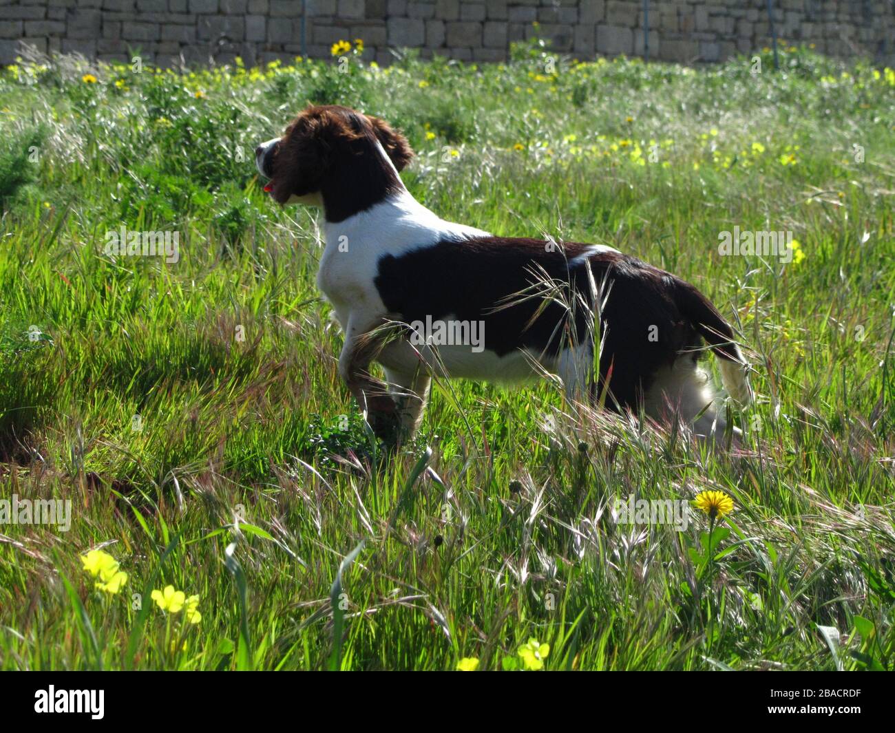 Springer dog running in a grassy field in Malta Stock Photo - Alamy