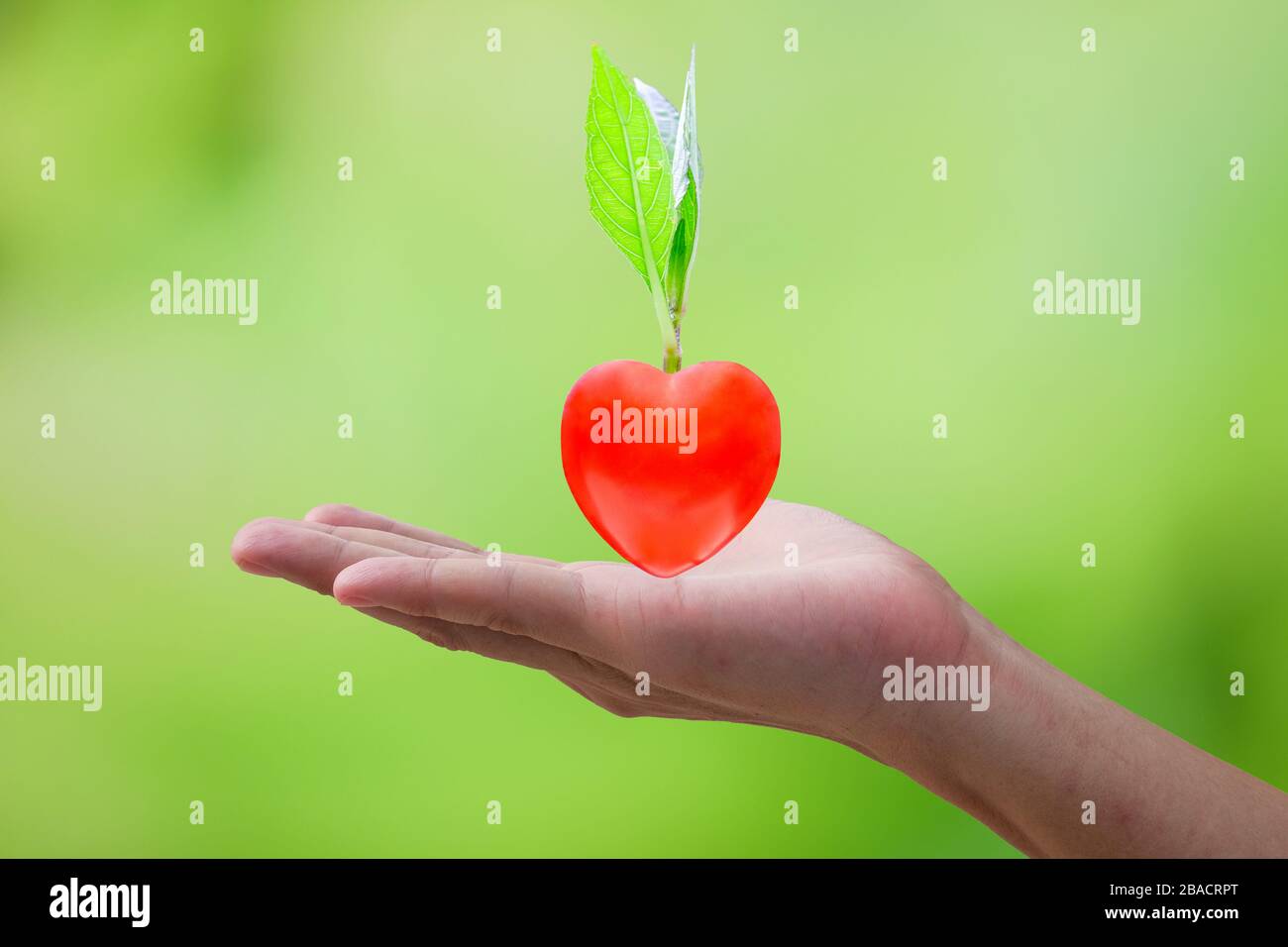 Small tree with heart-shaped roots rests on the hands of men in the ...