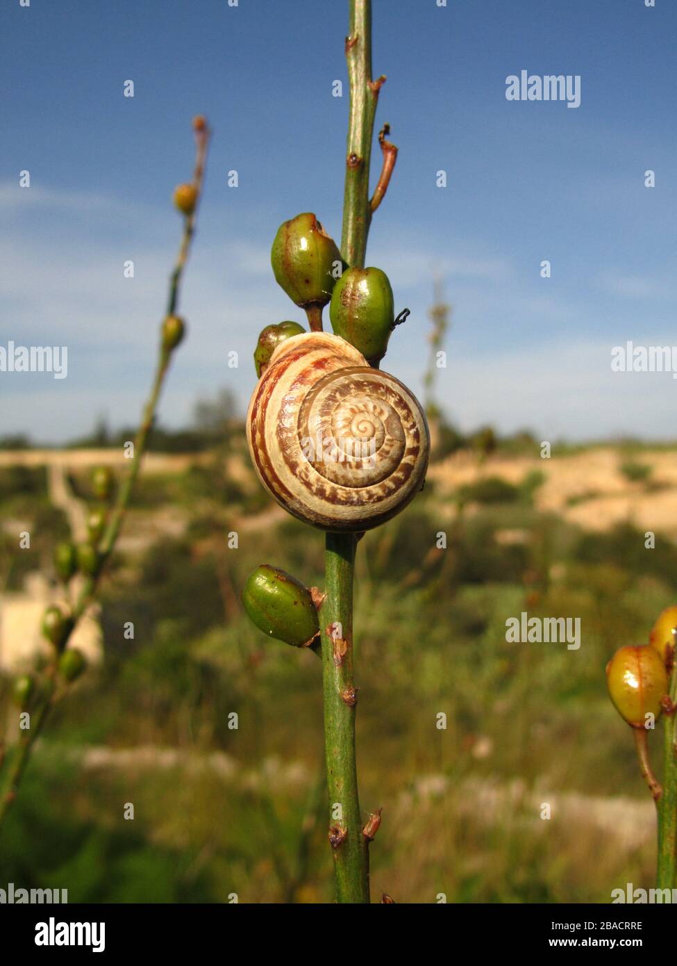 Beach scene maltese islands hi-res stock photography and images - Alamy