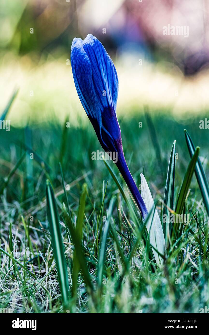 Vertical closeup shot a blue crocus growing in the green grass Stock ...
