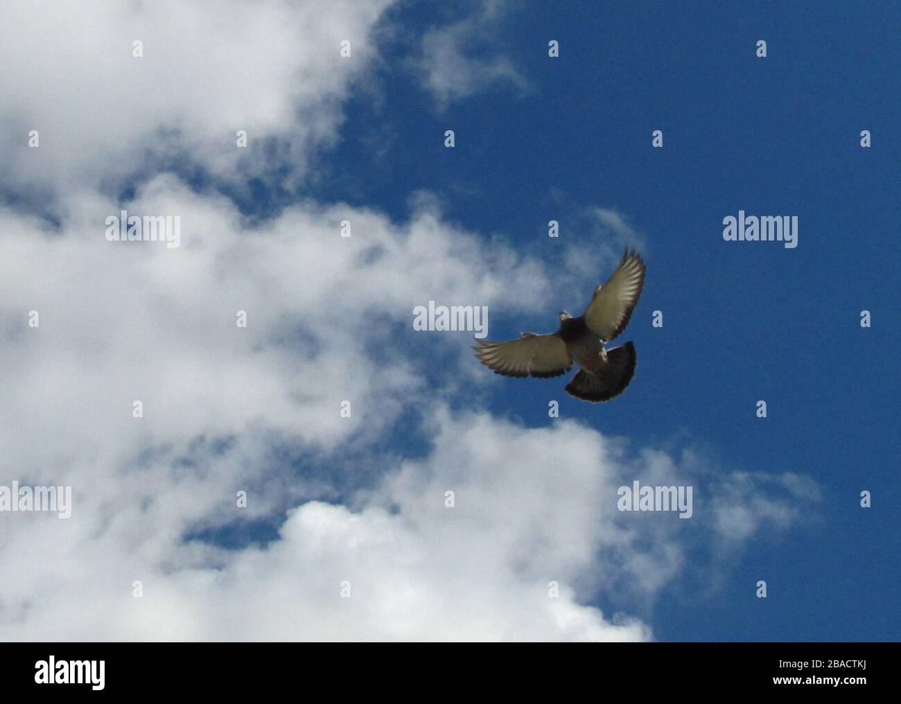 Homer pigeon hi-res stock photography and images - Alamy