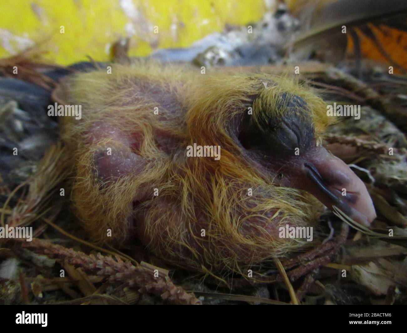 Homer pigeon hi-res stock photography and images - Alamy