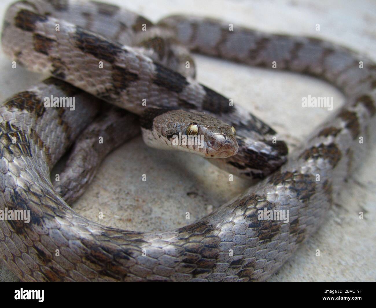 Closeup shot of a European Soosan cat snake crawling on the ground in ...