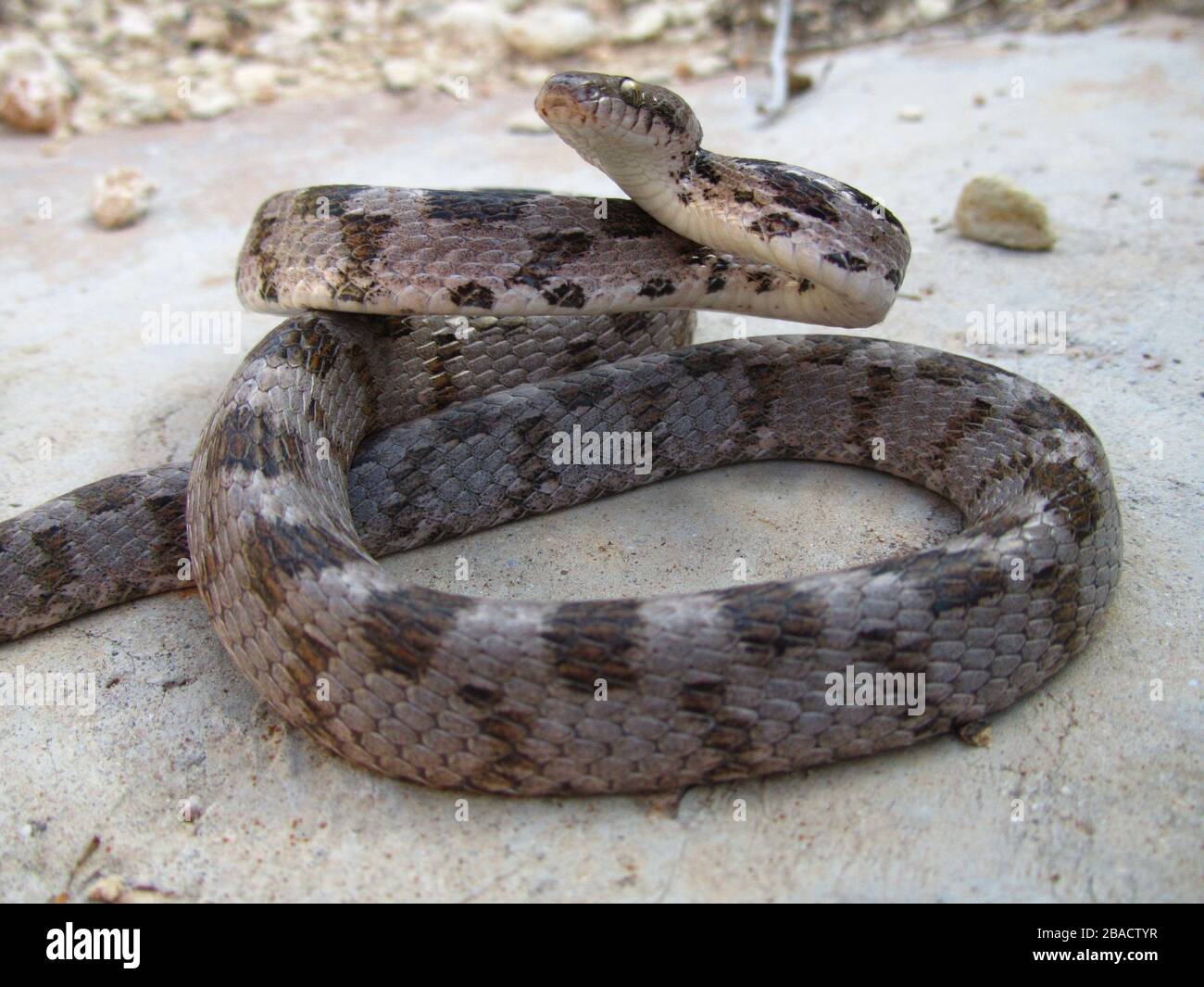 Closeup shot of a European Soosan cat snake crawling on the ground in ...