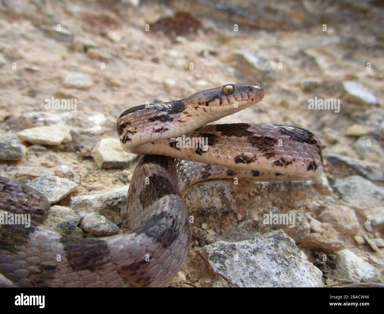 European Cat Snake High Resolution Stock Photography and Images - Alamy