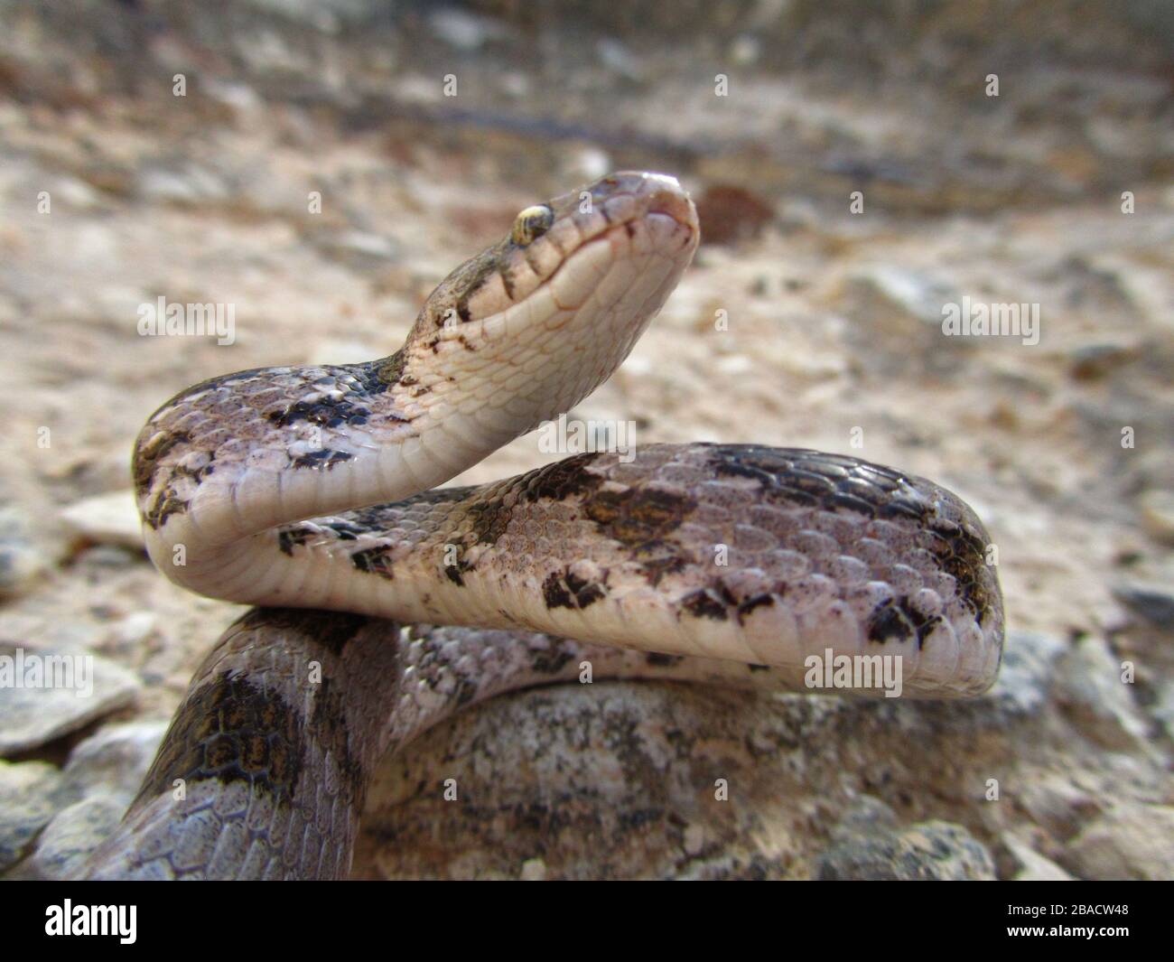 European Cat Snake High Resolution Stock Photography and Images - Alamy