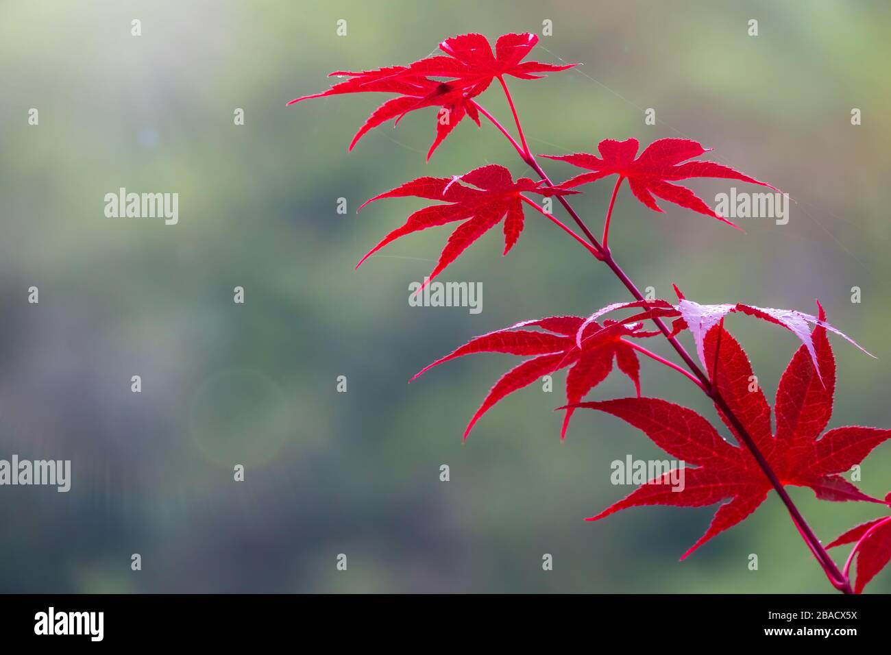 Autumn foliage , Japanese Red maple tree leaves, Acer palmatum, on blured background. Background ...