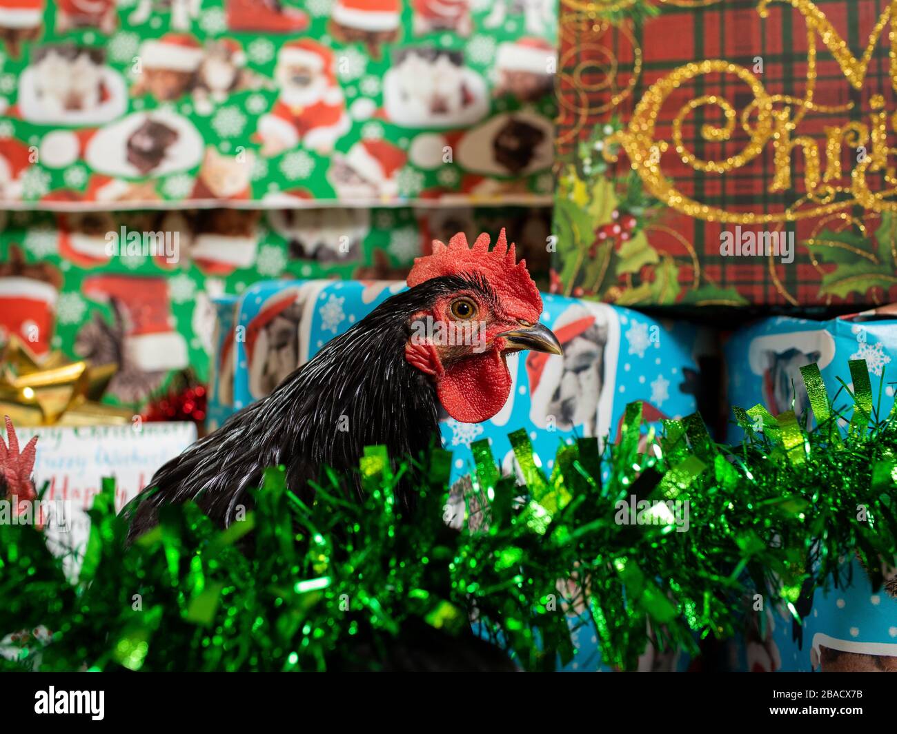 Chicken in a Christmas Theme Stock Photo - Alamy