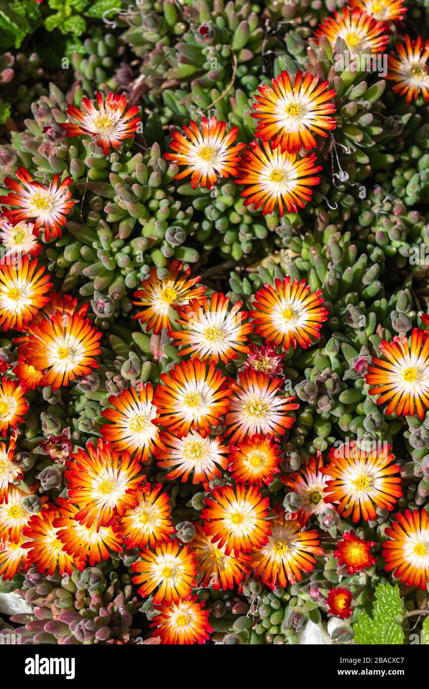 Lampranthus yellow aizoaceae succulent hi-res stock photography and ...