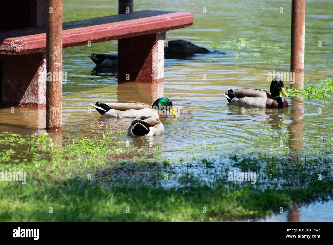 A flock of beautiful Mallard Ducks plunging their heads under the water ...