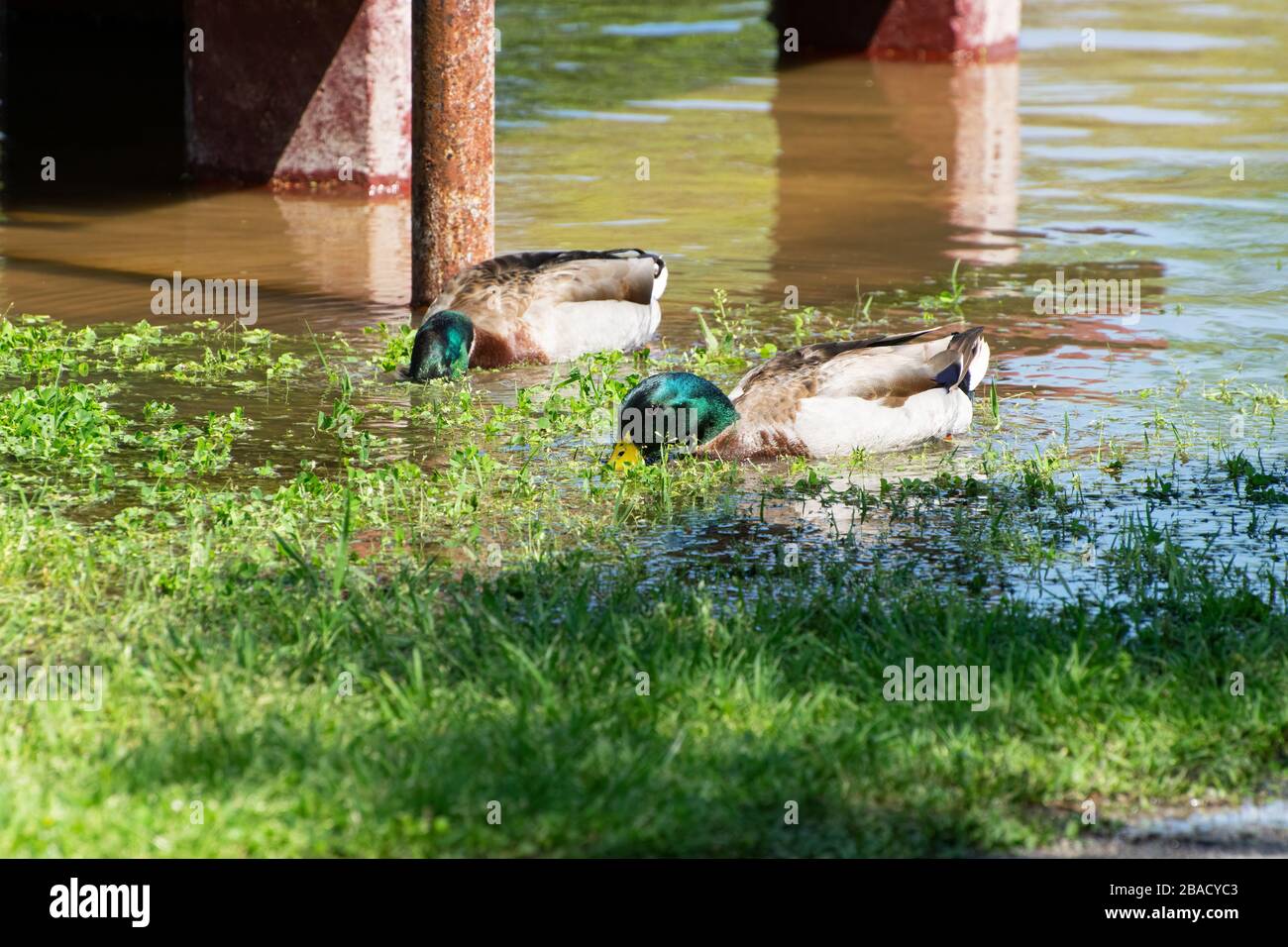 Two ducks feeding heads under hi-res stock photography and images - Alamy