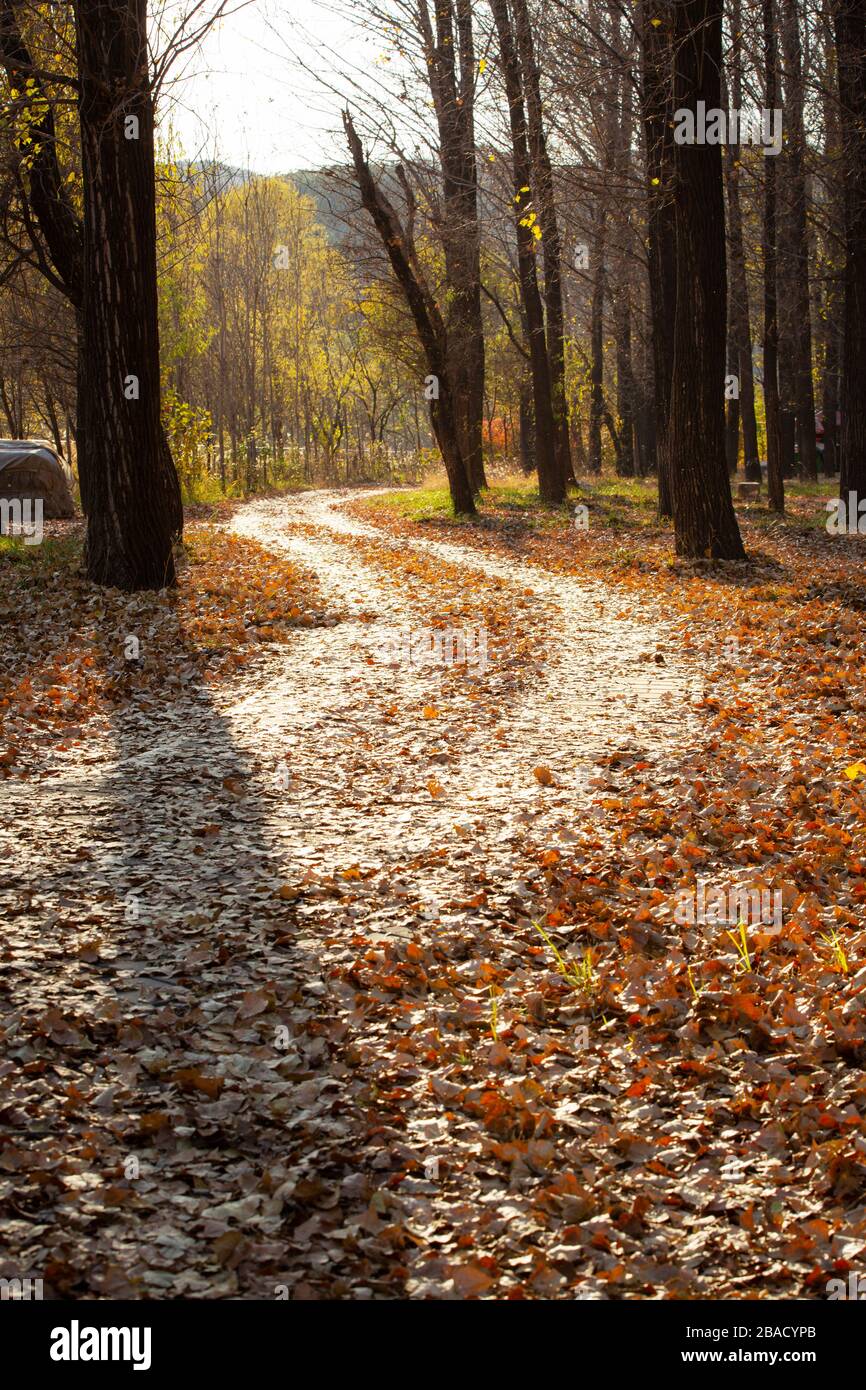 The sun spread full leaves a curved path Stock Photo - Alamy