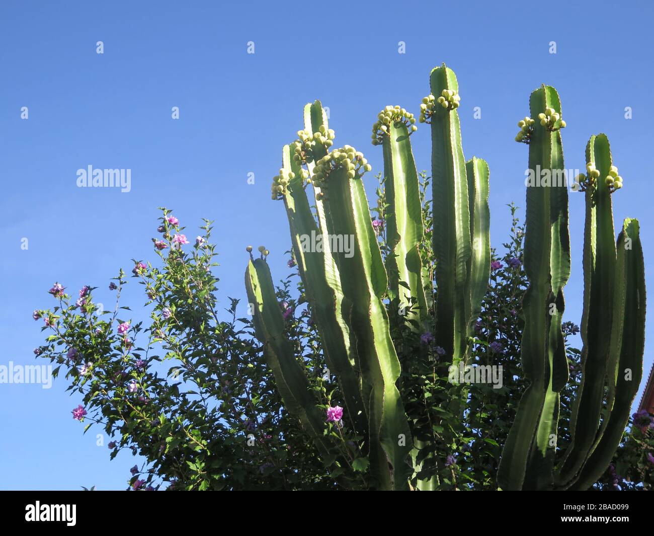 Tall Cactus Plant with ring of flower buds near the top Stock Photo - Alamy