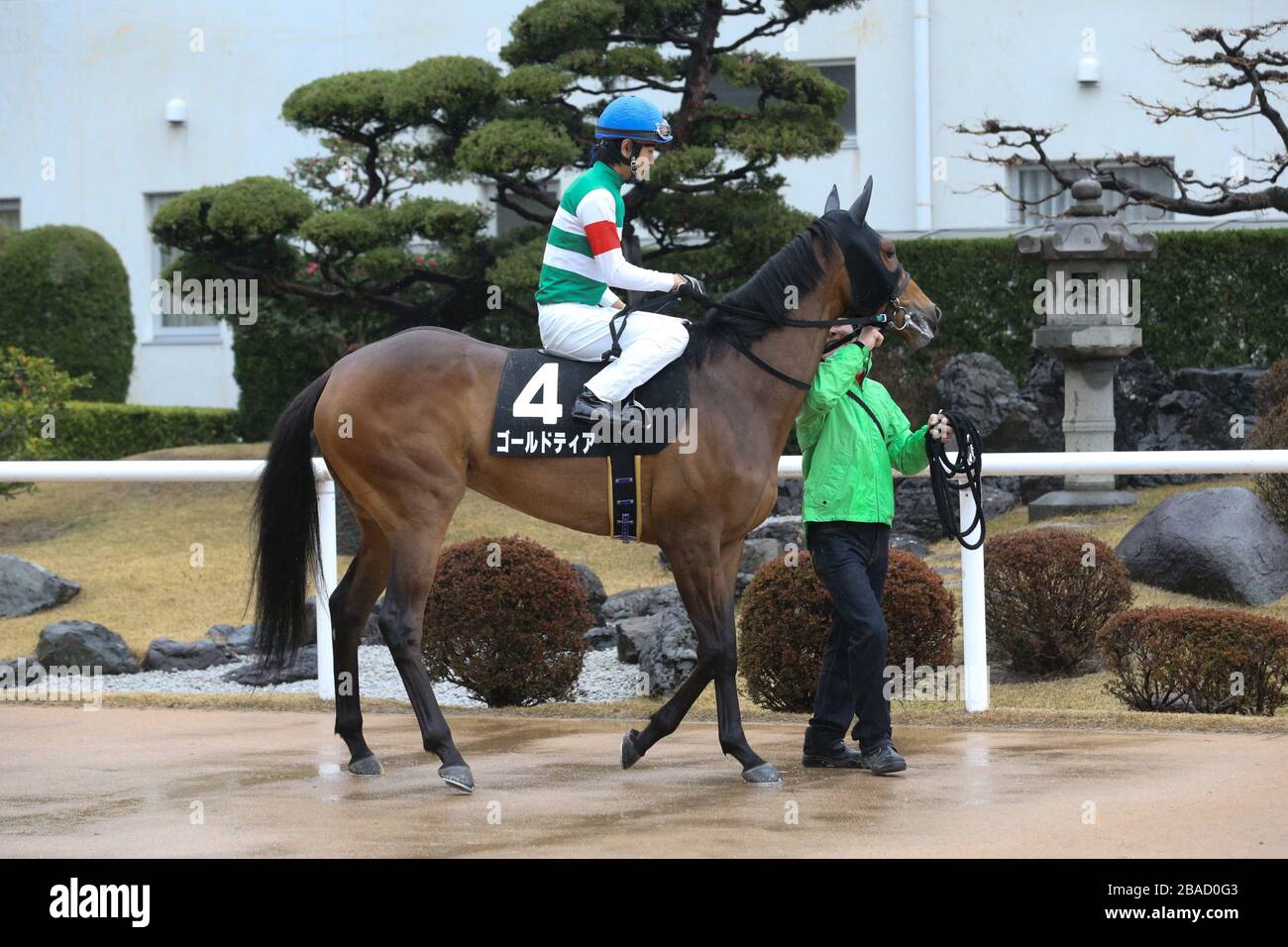 Kyoto, Japan. 16th Feb, 2020. Gold Tier (Yuichi Kitamura) Horse Racing ...