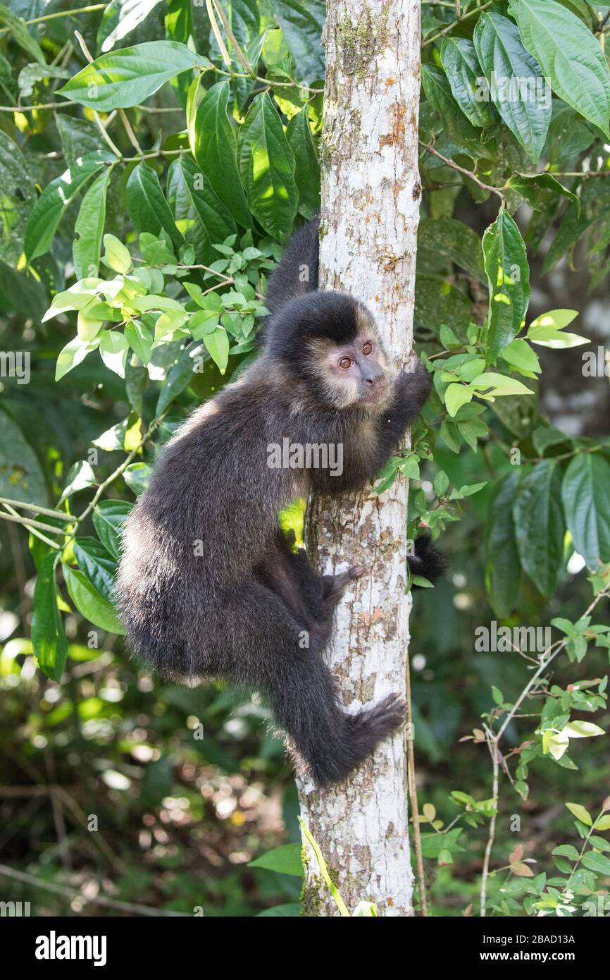 Black-capped Capuchin Monkey Stock Photo - Alamy