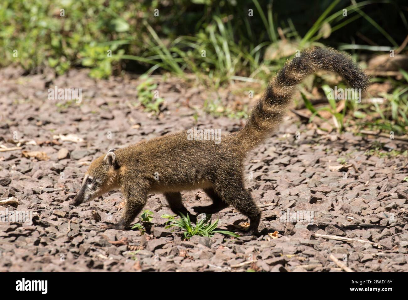 Coati photographed at Igusu National Park Stock Photo - Alamy