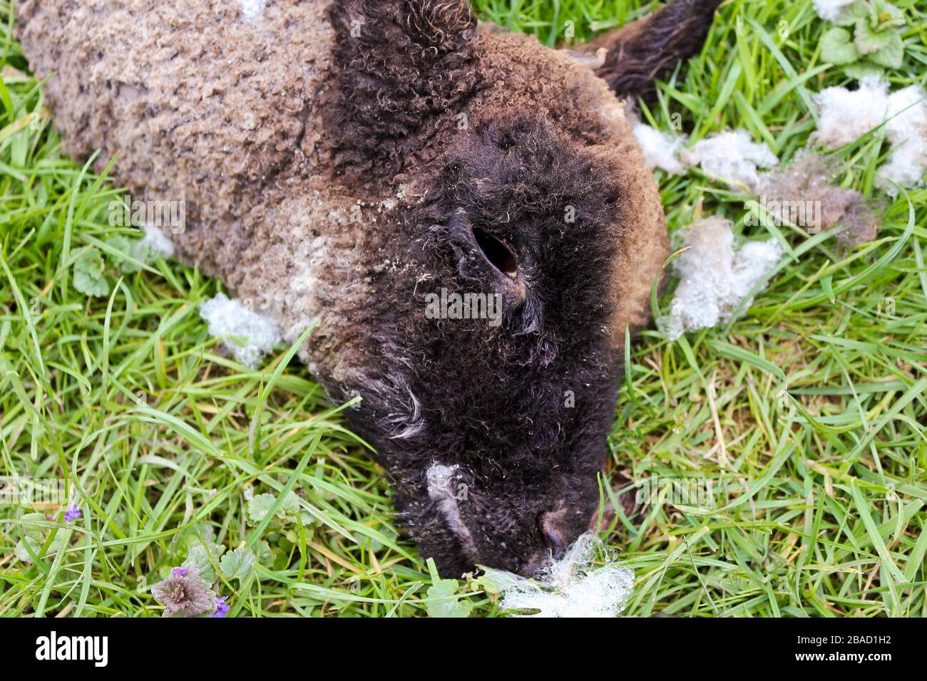Sheeps eye view hi-res stock photography and images - Alamy