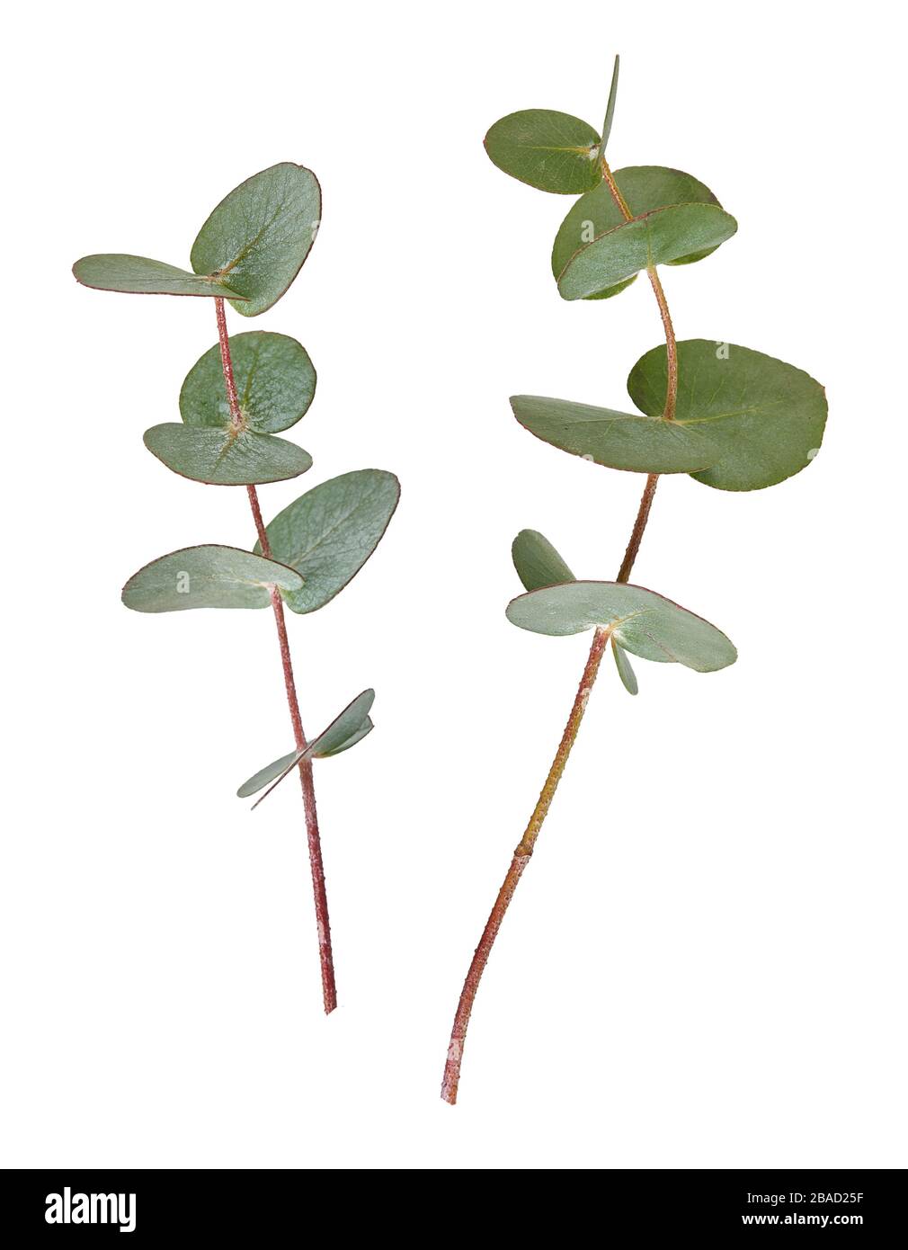 Green eucalyptus leaves branches Cut Out Stock Images & Pictures - Alamy