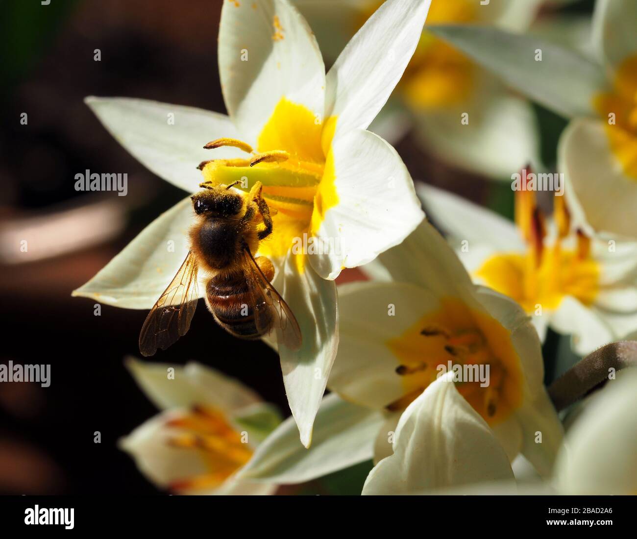 Tulip Turkestanica Pollinated by Bees. Home grown, full of pollen and ...