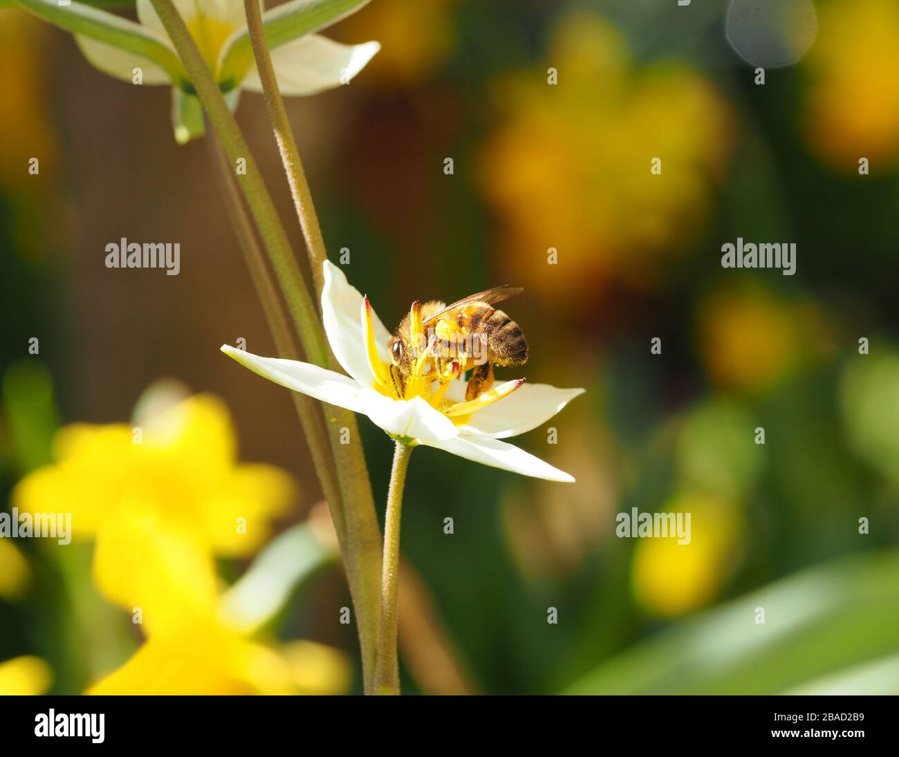 Tulip Turkestanica Pollinated by Bees. Home grown, full of pollen and ...