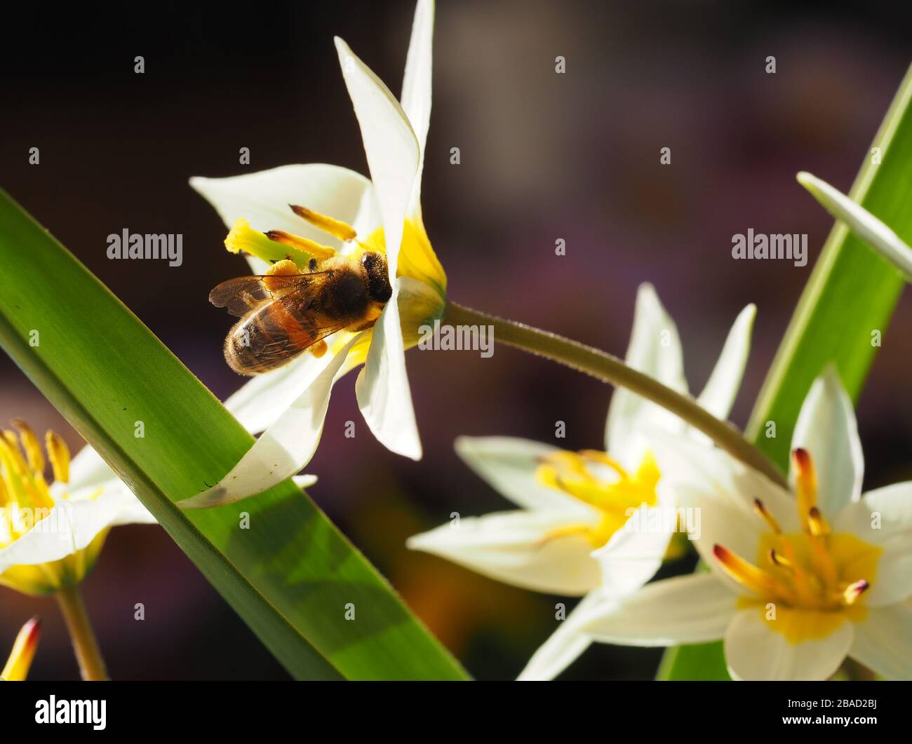 Tulip Turkestanica Pollinated by Bees. Home grown, full of pollen and ...