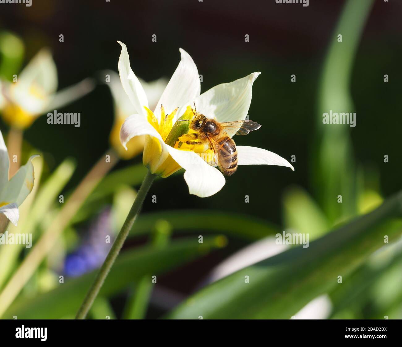 Tulip Turkestanica Pollinated by Bees. Home grown, full of pollen and ...