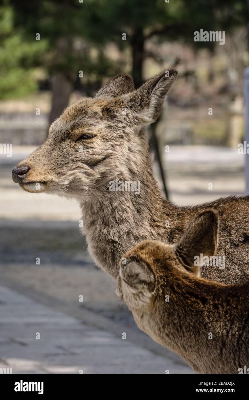 Two Japanese Sika deer (cervus nippon) in Nara Park, Nara, Japan. The ...