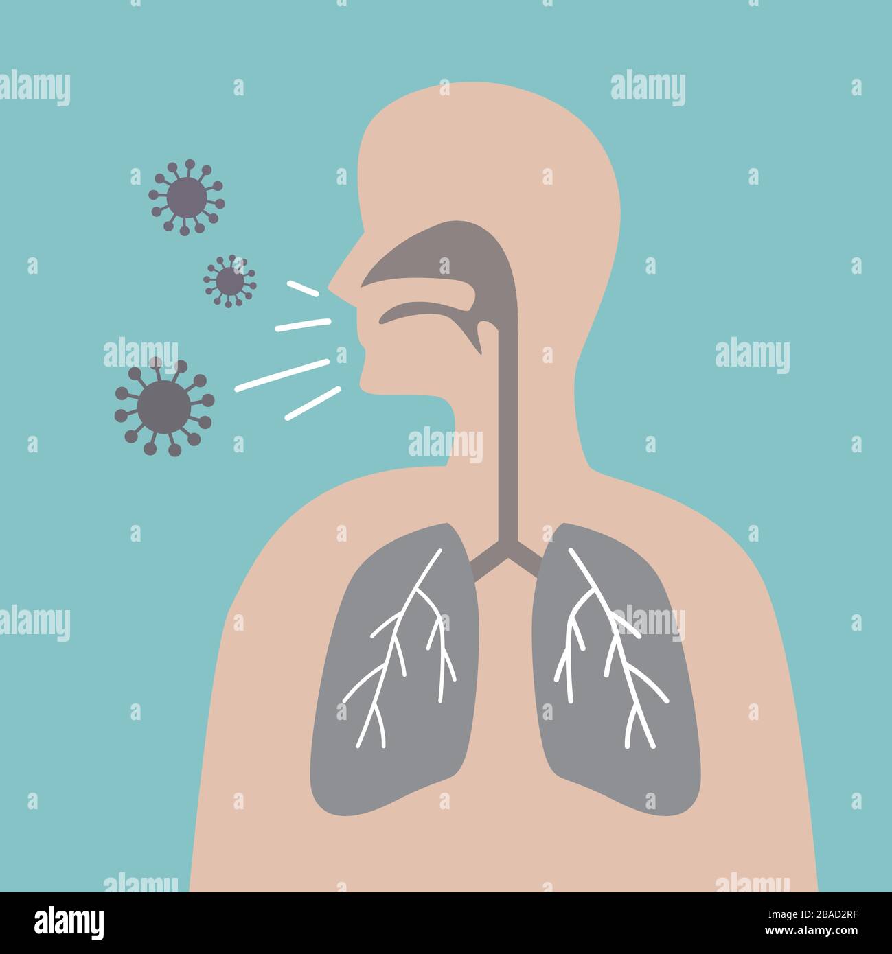 Lung vectors illustrate the respiratory system Stock Vector Image & Art ...