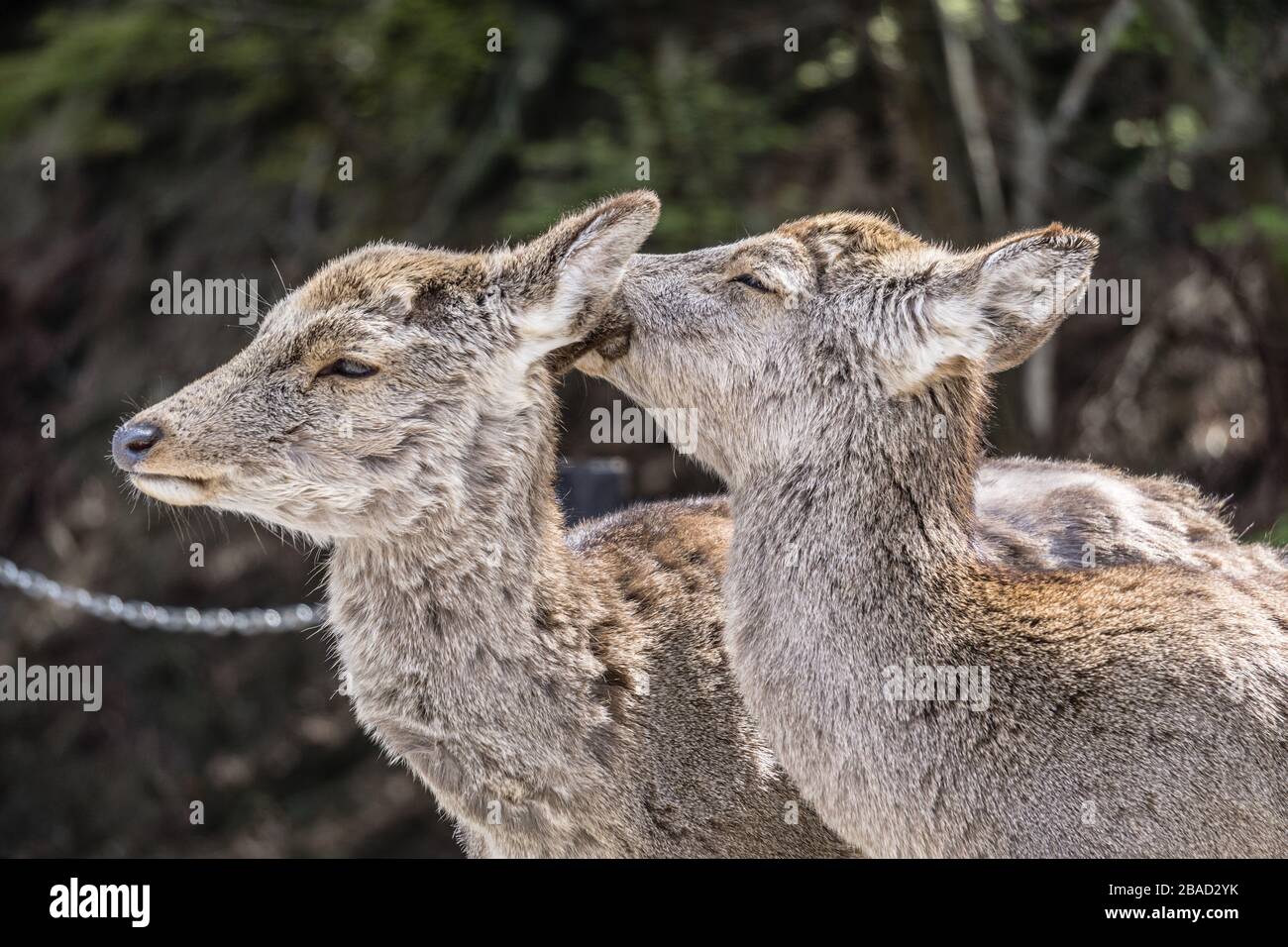 Two Japanese Sika deer (cervus nippon) in Nara Park, Nara, Japan. The ...