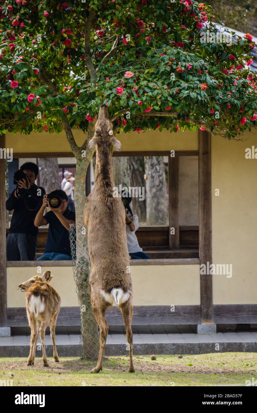 Japanese Sika deer (cervus nippon) reaching up to high branches for ...