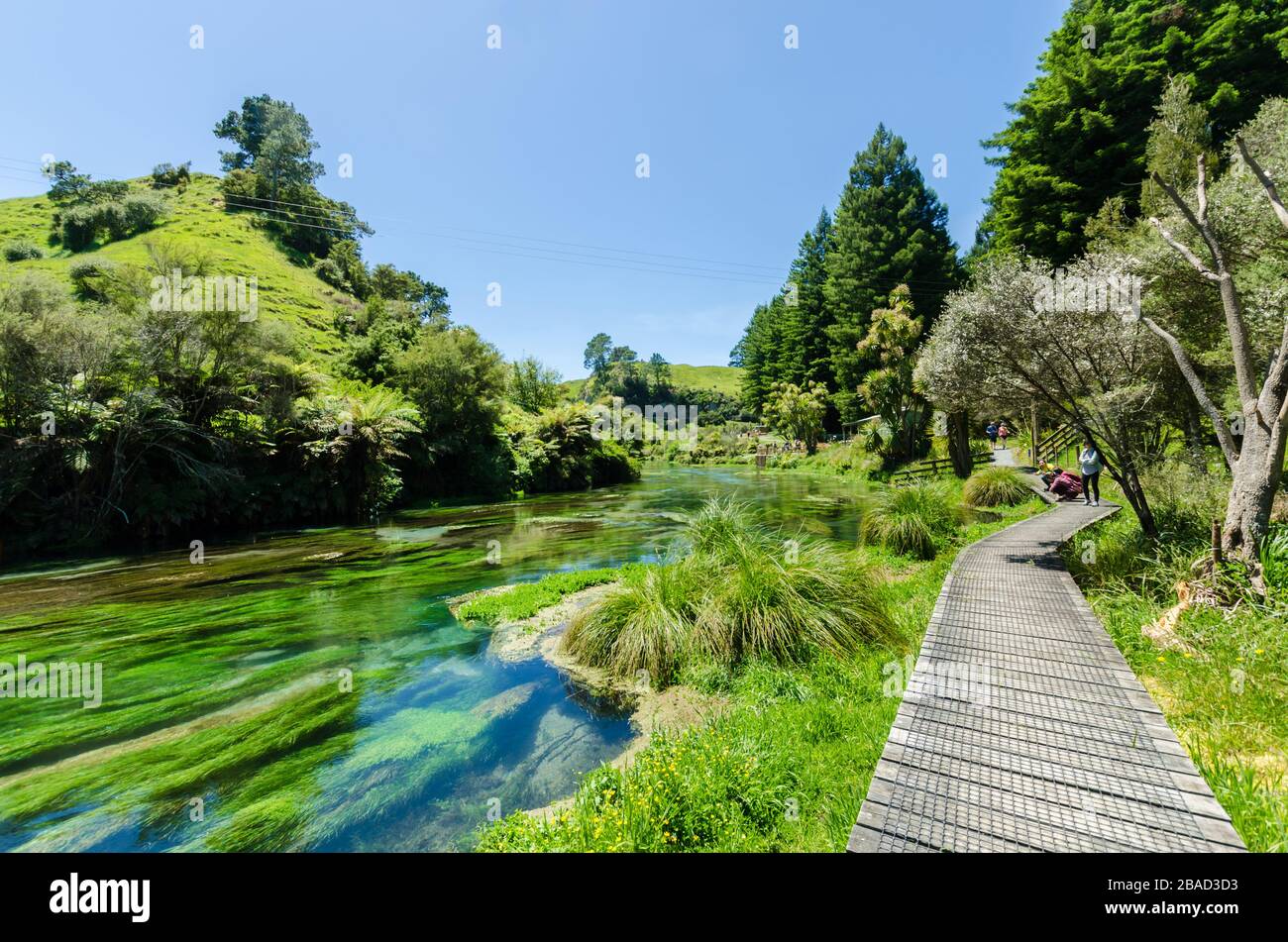 Blue Spring,New Zealand -Dec 25,2015 : Blue Spring which is located at ...