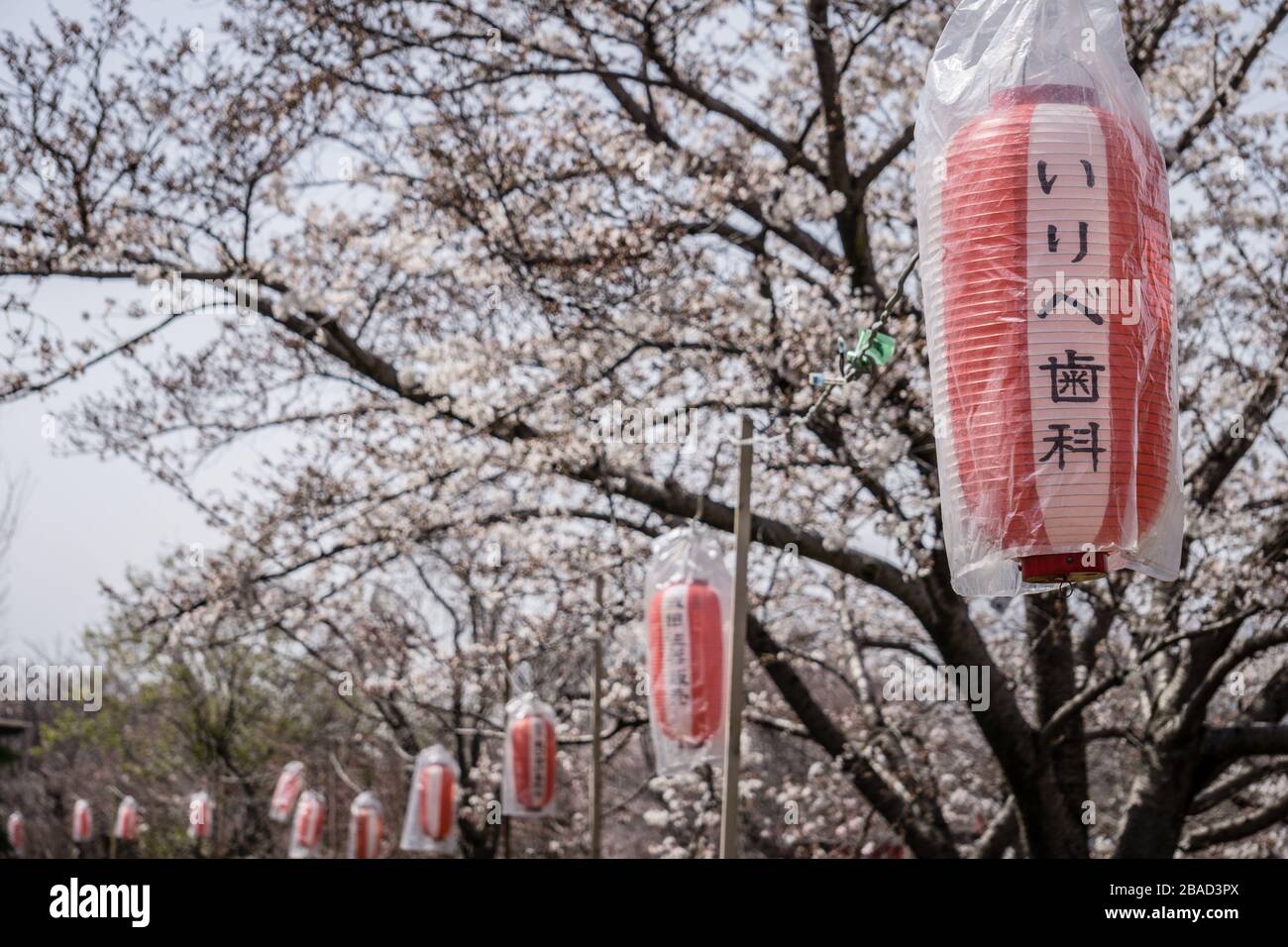 Japanese paper lanterns hanging in the cherry blossom in Nara, Japan in ...