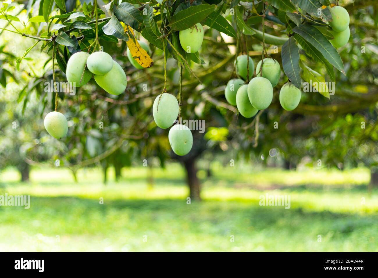 Green Mango in a mango garden in rajshahi, chapainwabganj, bangladesh ...
