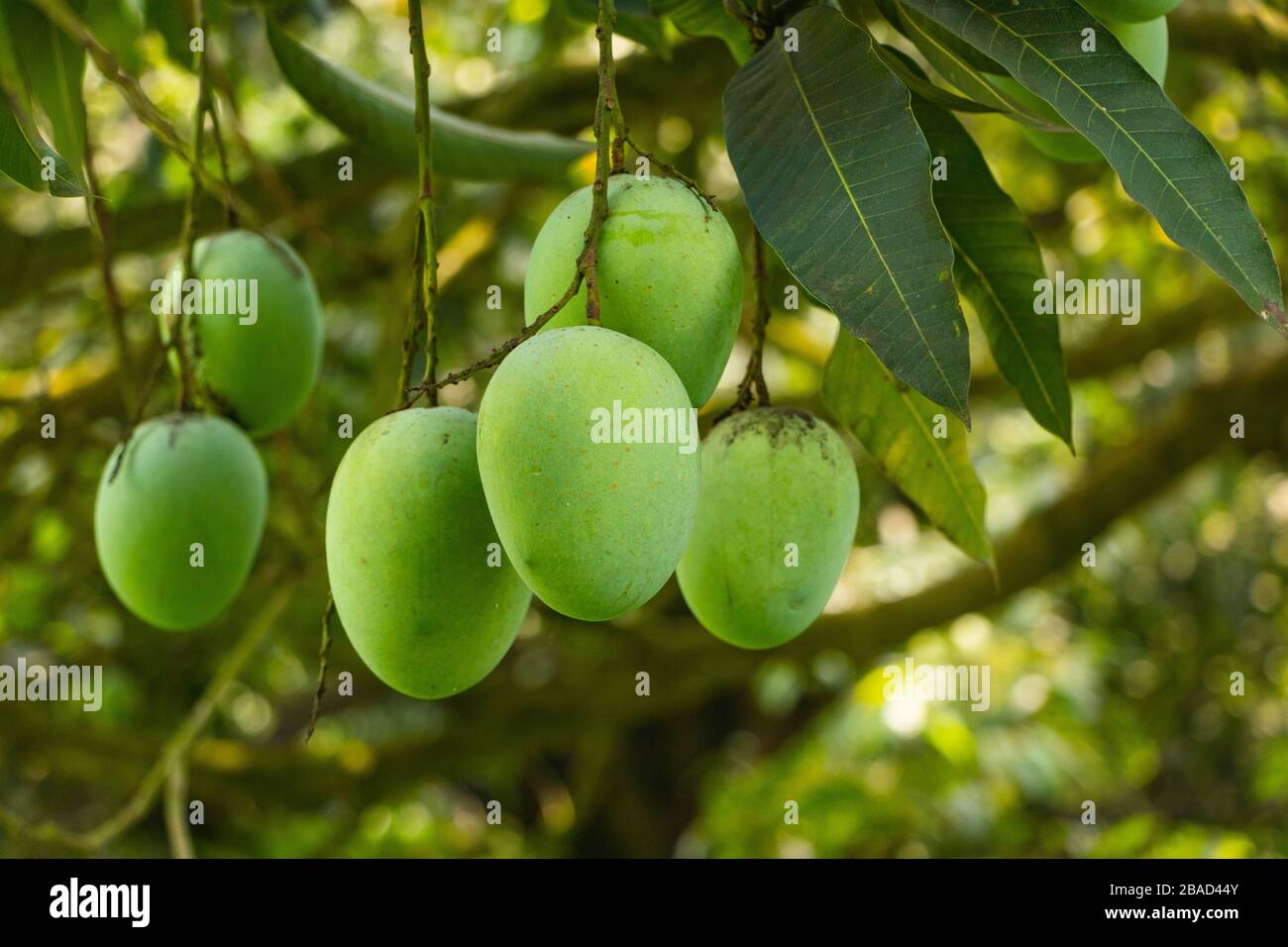 Green Mango in a mango garden in rajshahi, chapainwabganj, bangladesh ...