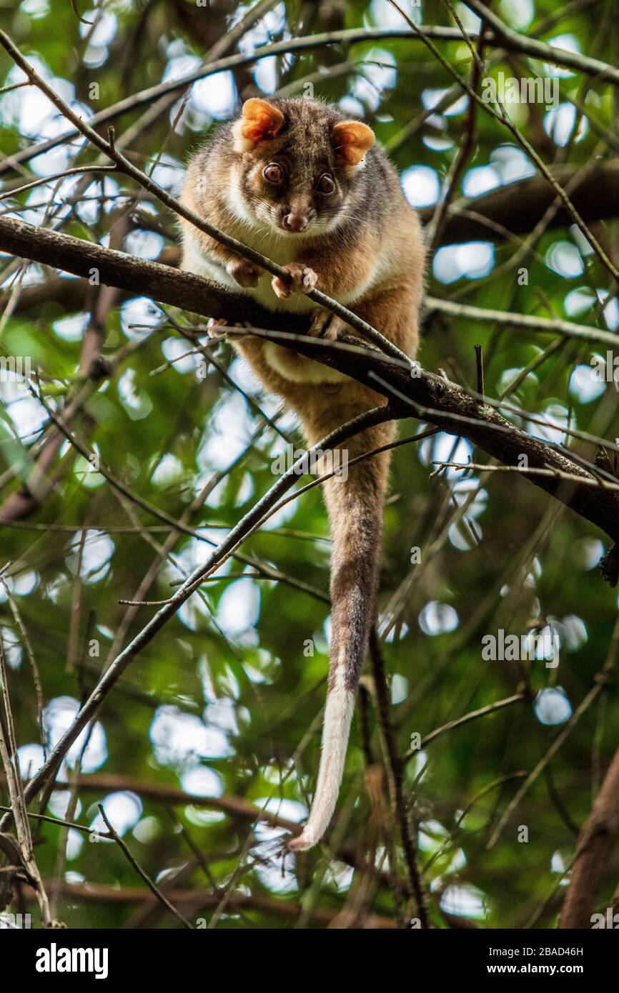 Ringtail possum hi-res stock photography and images - Alamy