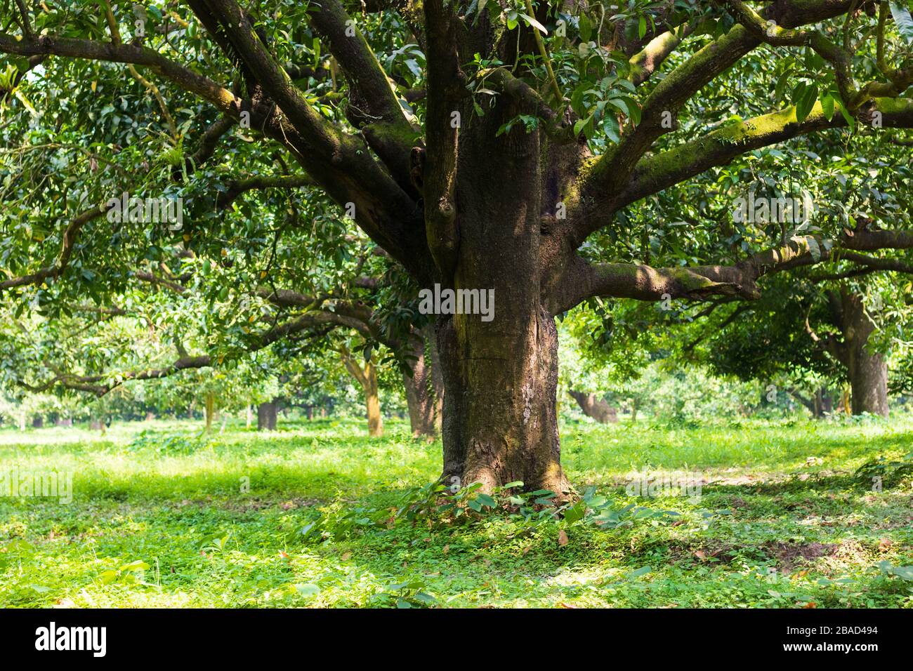 Huge mango tree in a mango garden in rajshahi, chapainwabganj ...