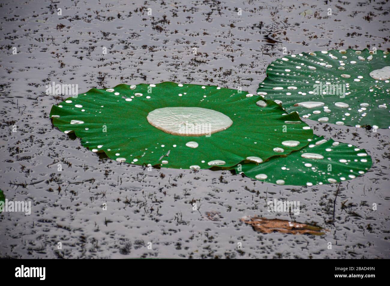 Round lotus leaf Stock Photo - Alamy