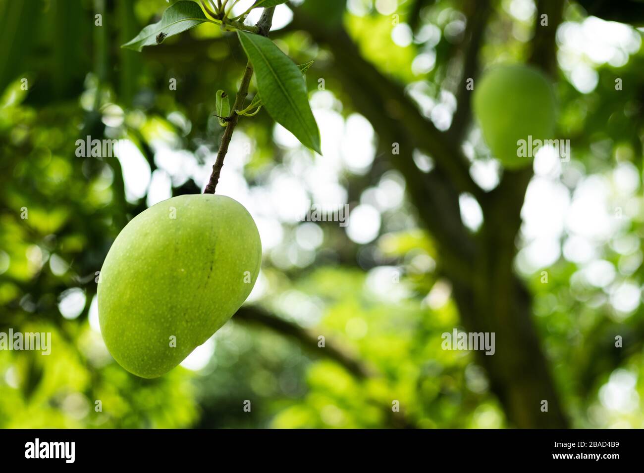 Bangladeshi mango tree hi-res stock photography and images - Alamy