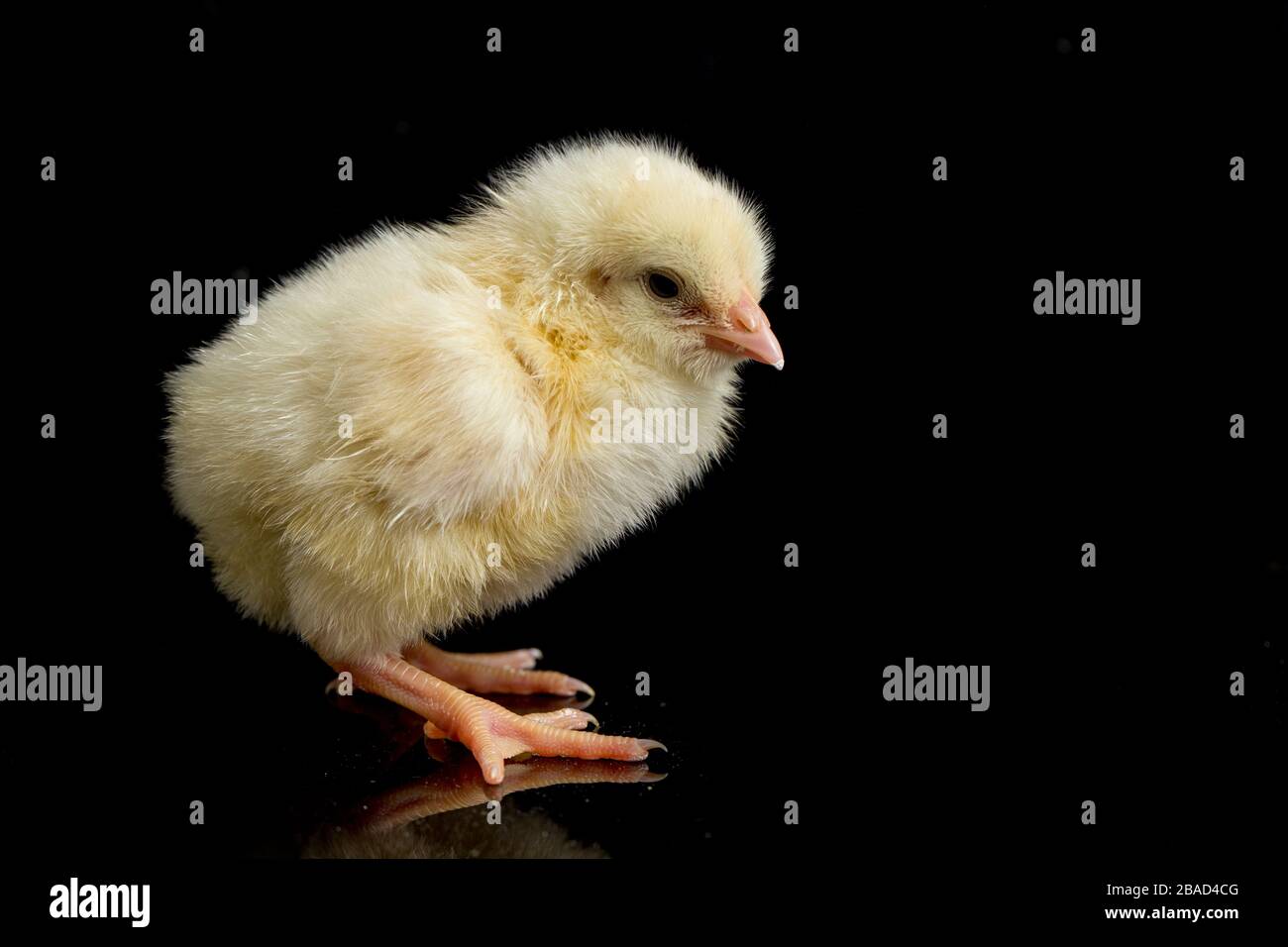 newborn yellow chicks isolated black background Stock Photo - Alamy