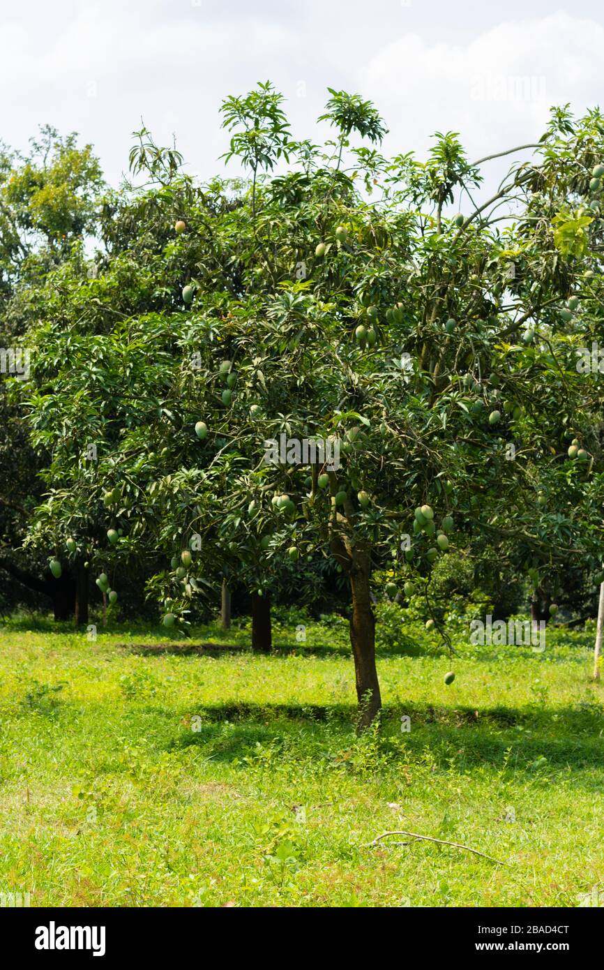 A Tree full of green mangoes in a mango garden in rajshahi ...