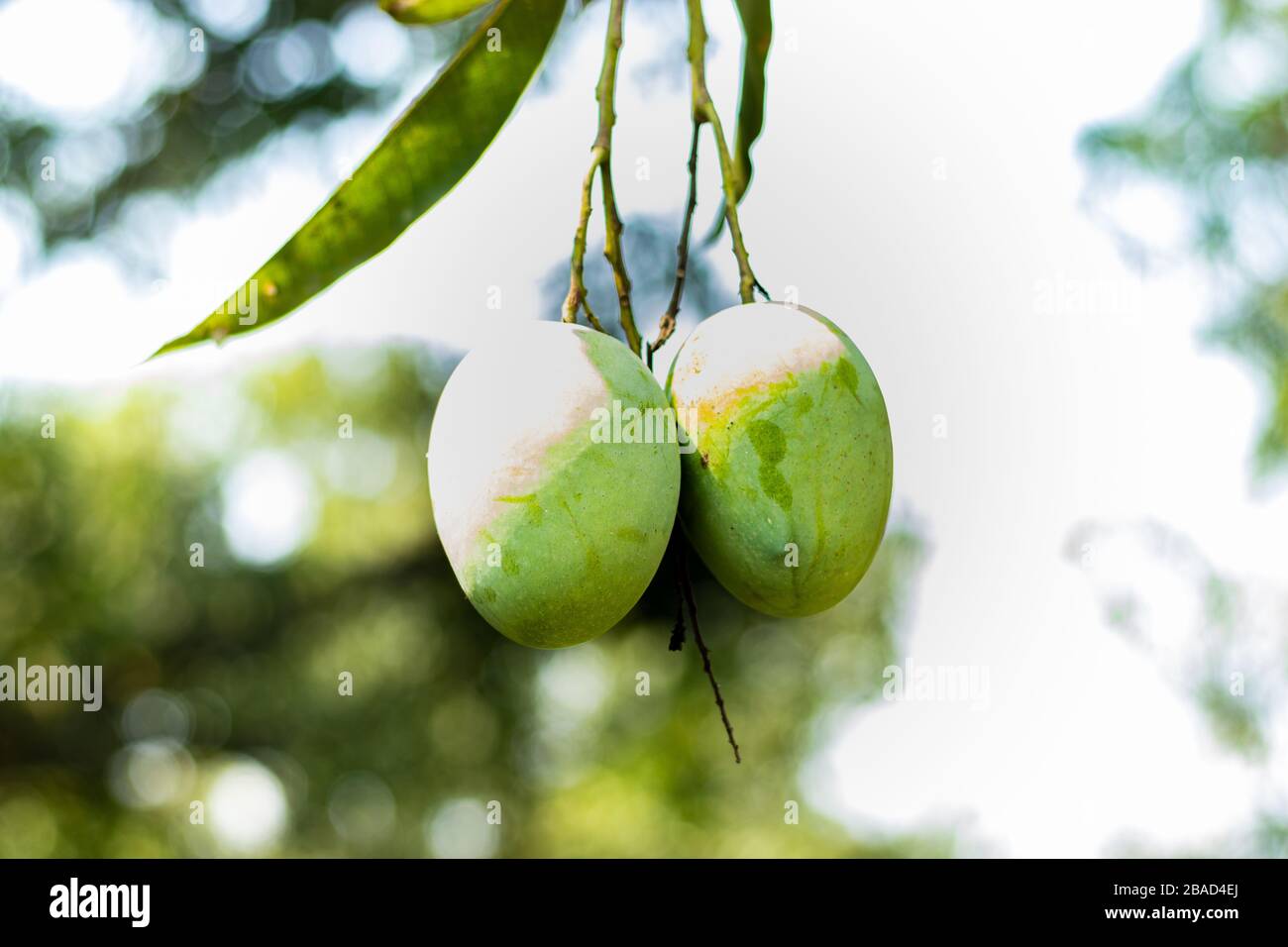Mango tree portrait hi-res stock photography and images - Alamy