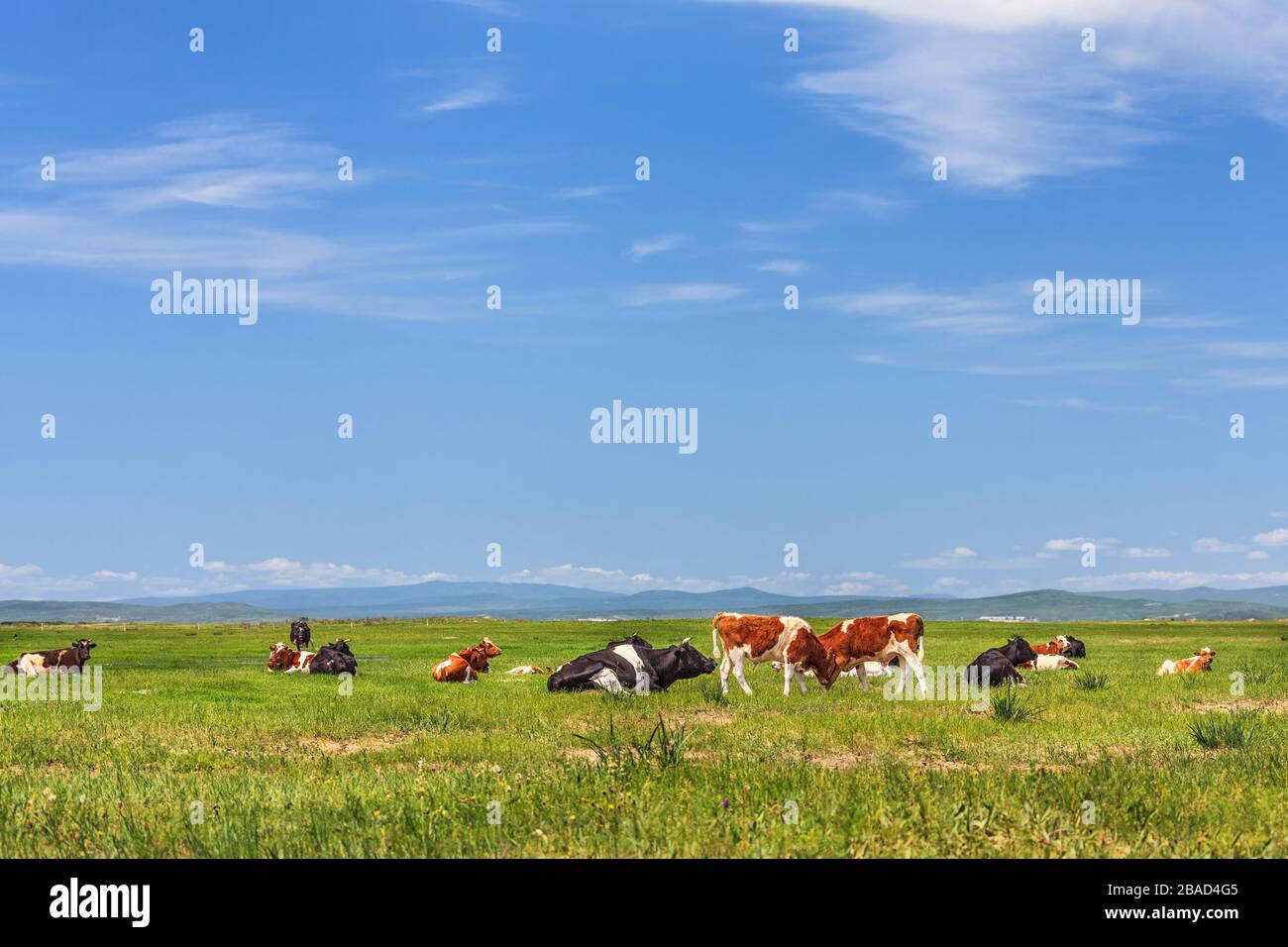 beauty of pastures Stock Photo - Alamy