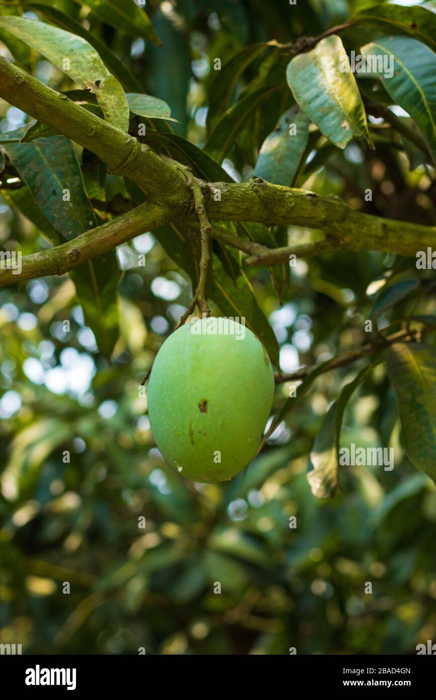 Green Mango in a mango garden in rajshahi, chapainwabganj, bangladesh ...