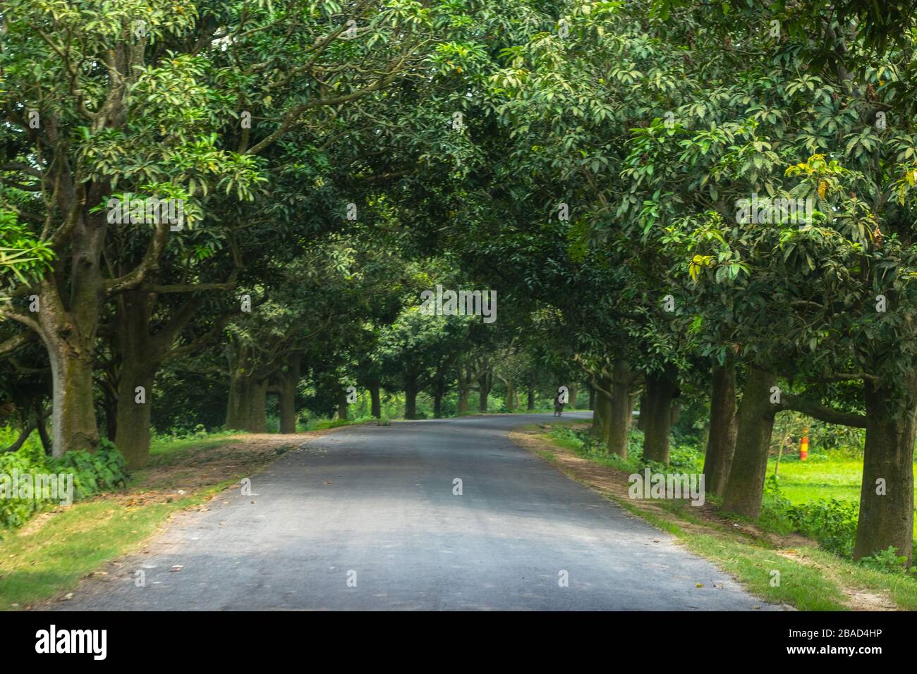 A road in countryside with trees on the side Stock Photo - Alamy
