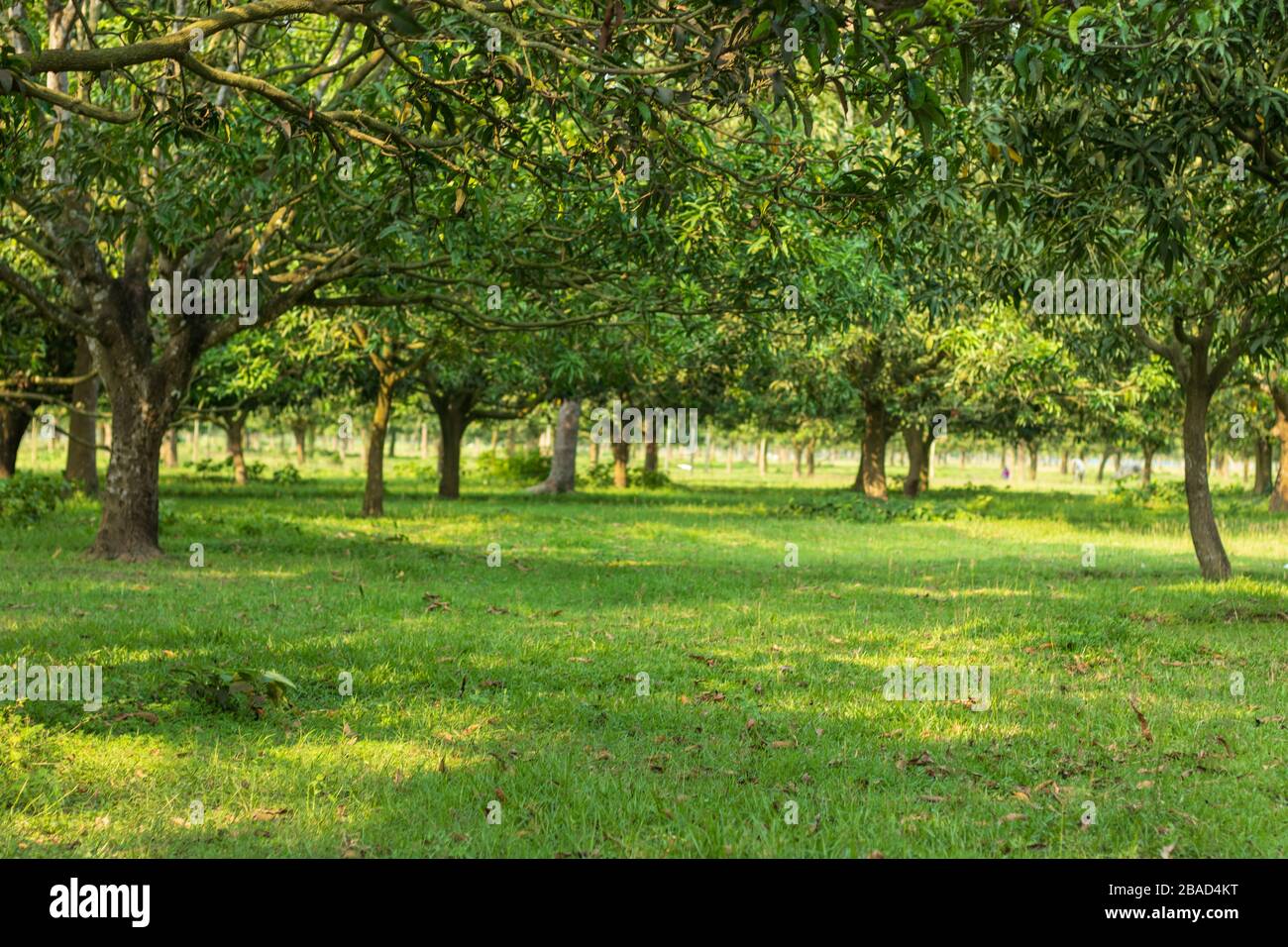 Huge mango garden with lots of mango trees in rajshahi, chapainawabganj ...