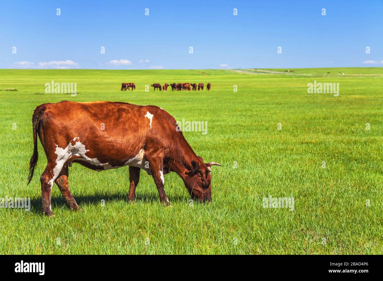 beauty of pastures Stock Photo - Alamy